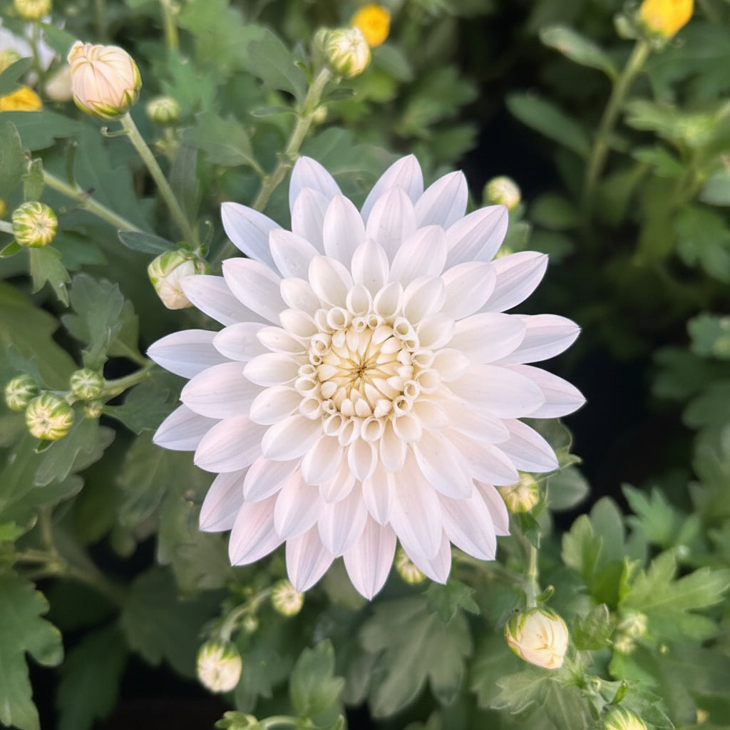 Pure white chrysanthemum – VillageBlooms